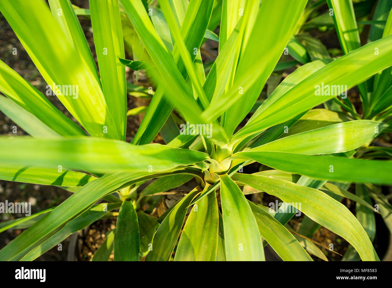 Abstract plant background ideal for a computer screensaver Stock Photo ...