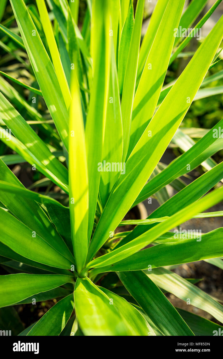Abstract plant background ideal for a computer screensaver Stock Photo ...