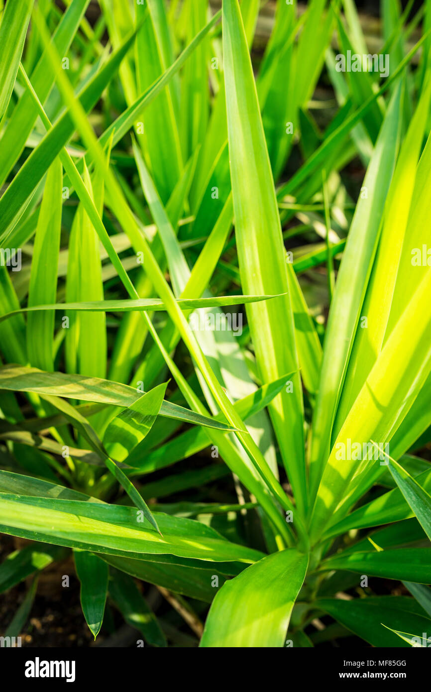 Abstract plant background ideal for a computer screensaver Stock Photo ...