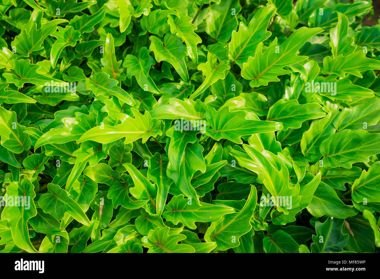 Abstract plant background ideal for a computer screensaver Stock Photo ...