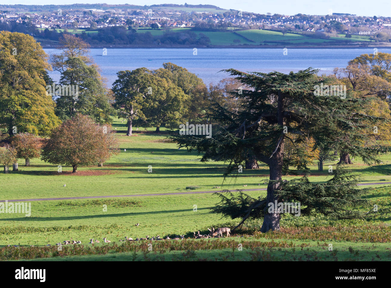 Powderham castle hi-res stock photography and images - Alamy