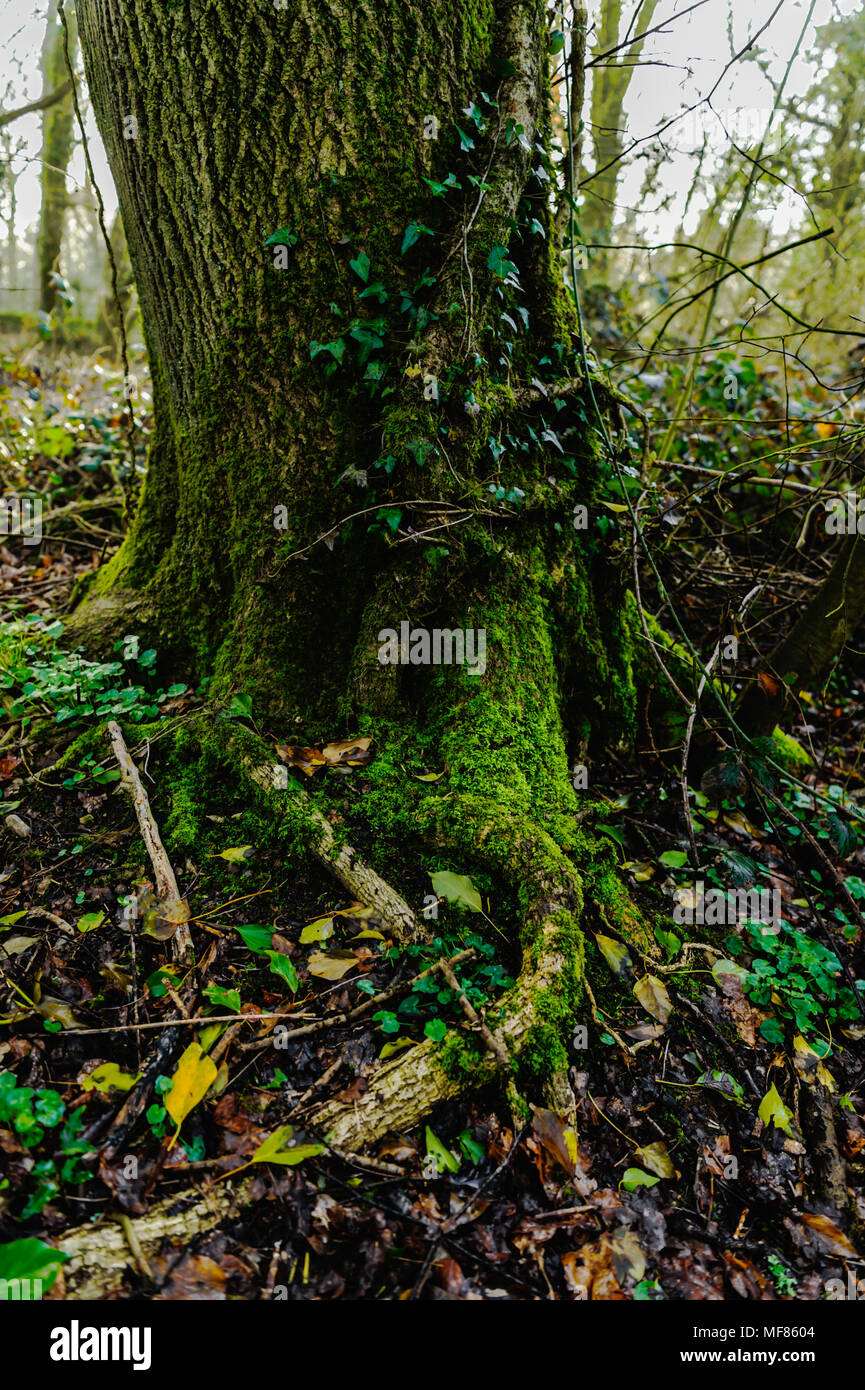Tree root -natural wiev - outdoor park Stock Photo - Alamy
