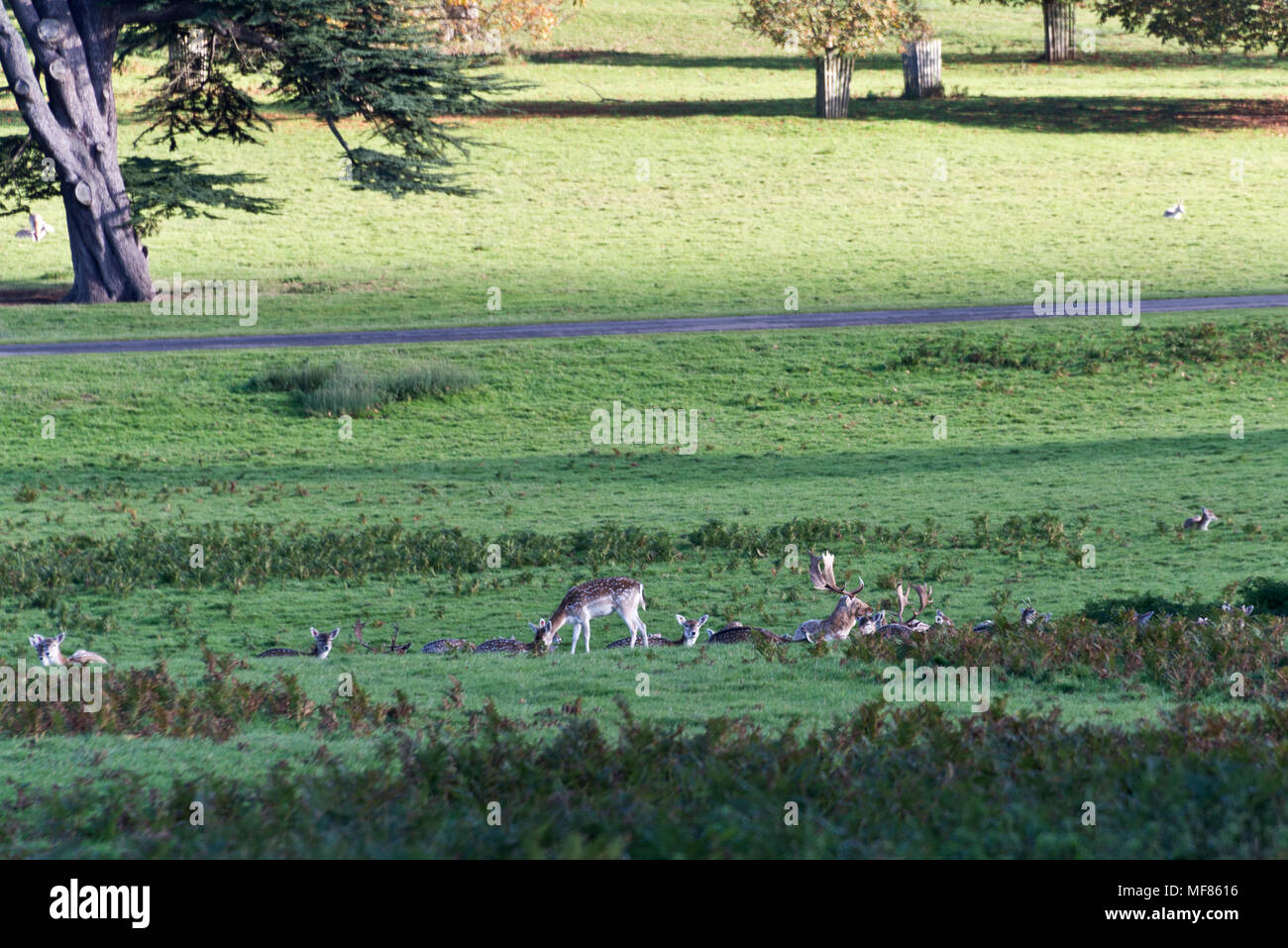 Fallow deer in Powderham Castle deer park on the shores of the Exe ...