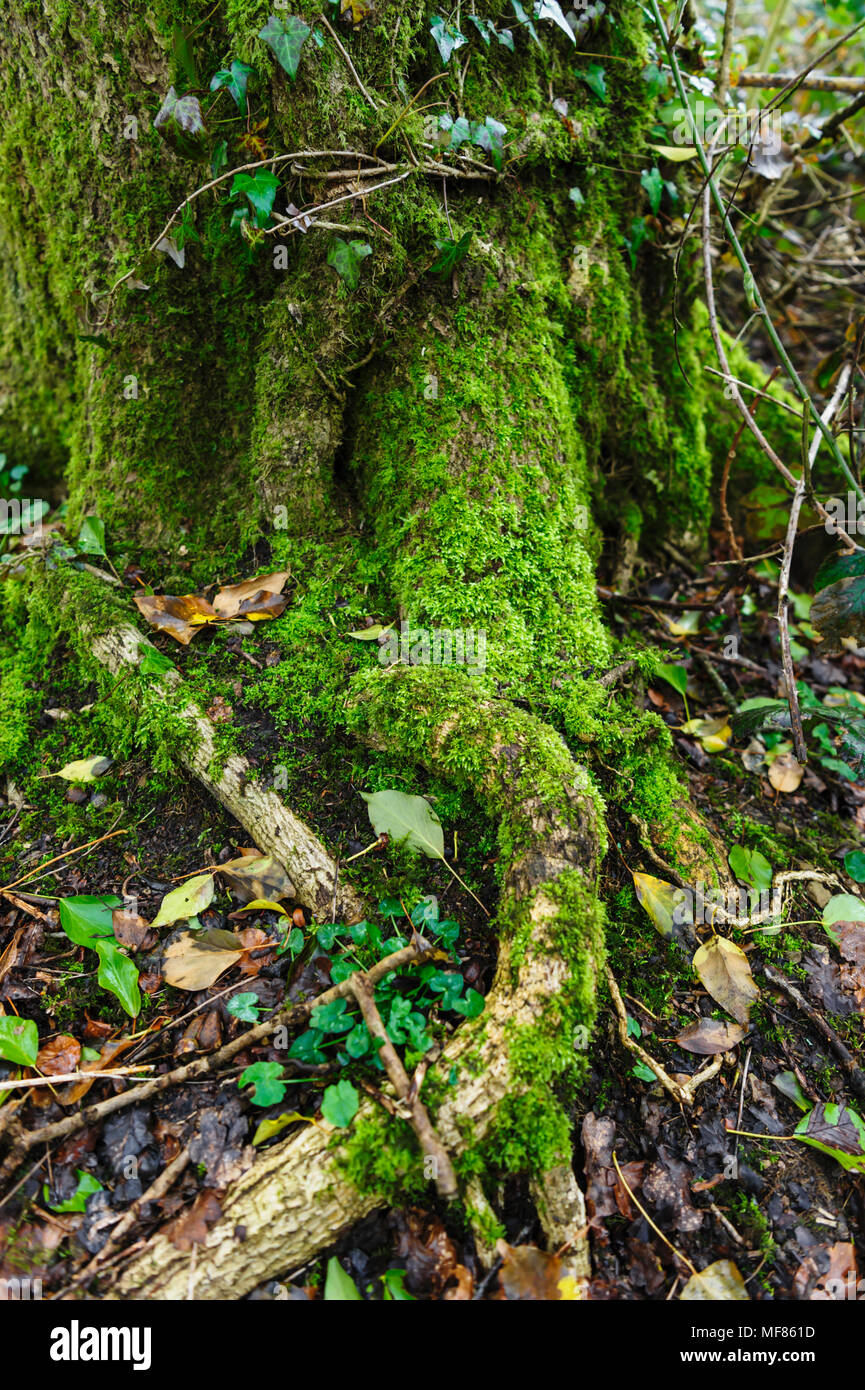 Tree root -natural wiev - outdoor park Stock Photo - Alamy