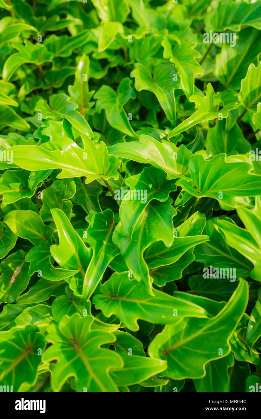 Abstract plant background ideal for a computer screensaver Stock Photo ...