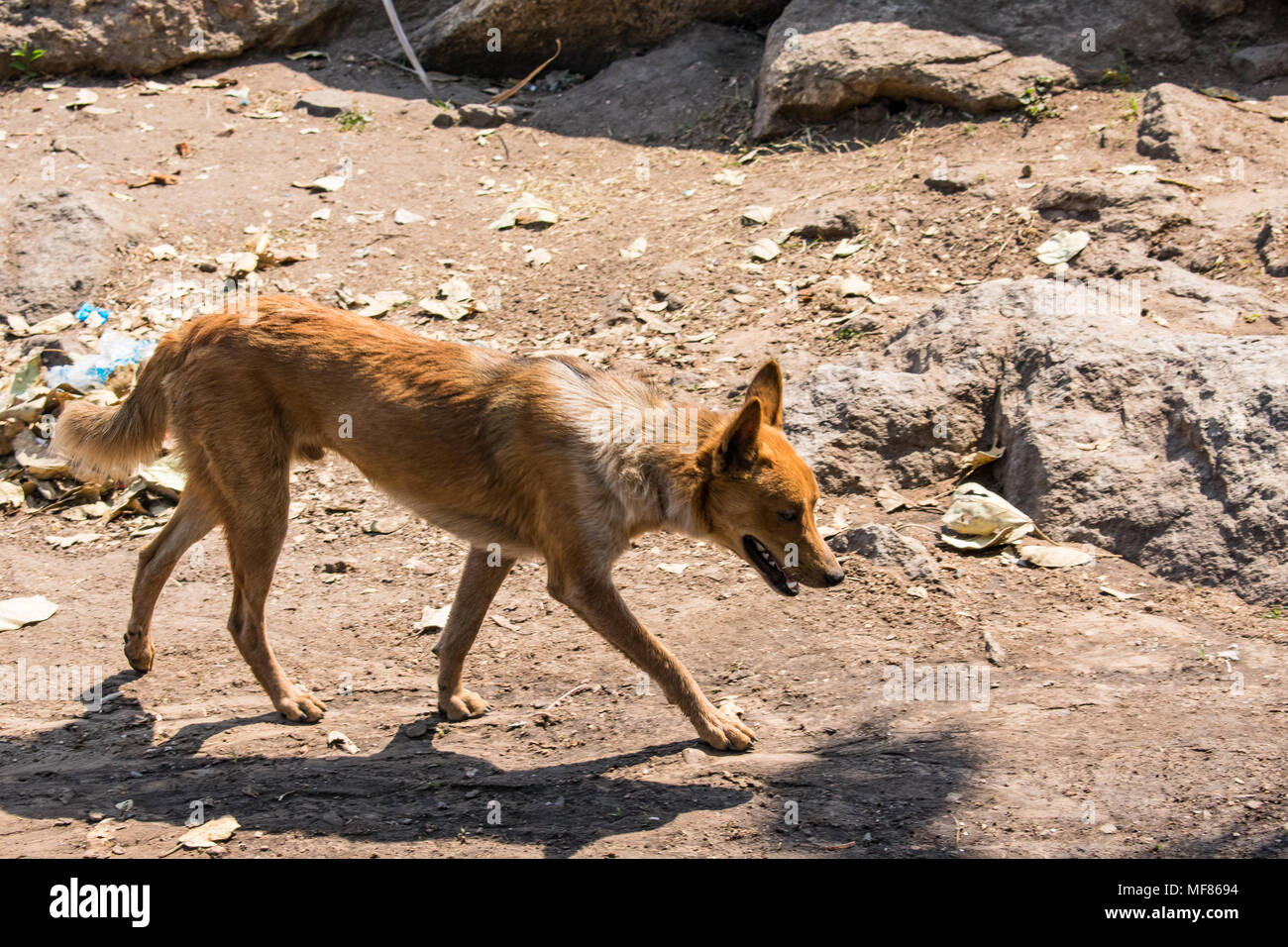 wild dog walking towards under a tree shadow for resting on summer ...