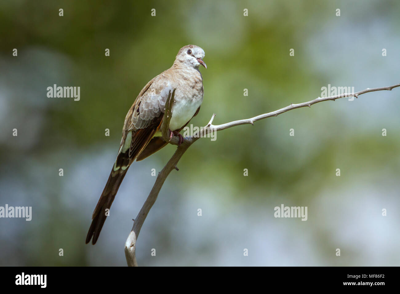 Namaqua dove in Mapungubwe national park, South Africa ; Specie Oena ...