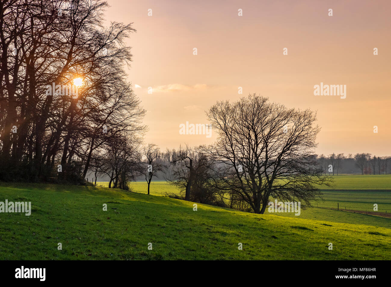 Sunset behind trees and view over fields and meadows Stock Photo - Alamy