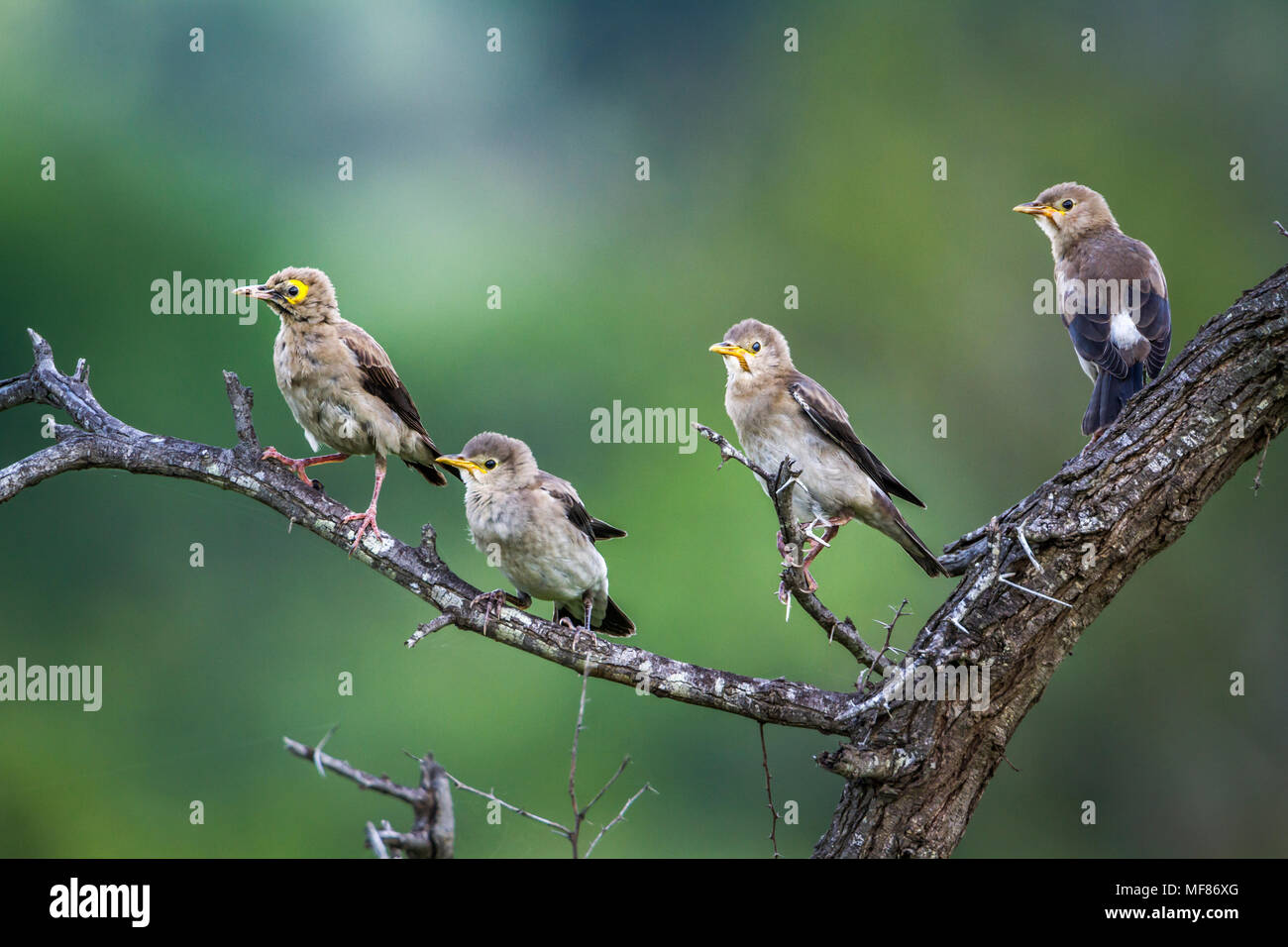 Wattled starling in Mapungubwe national park, South Africa ; Specie ...