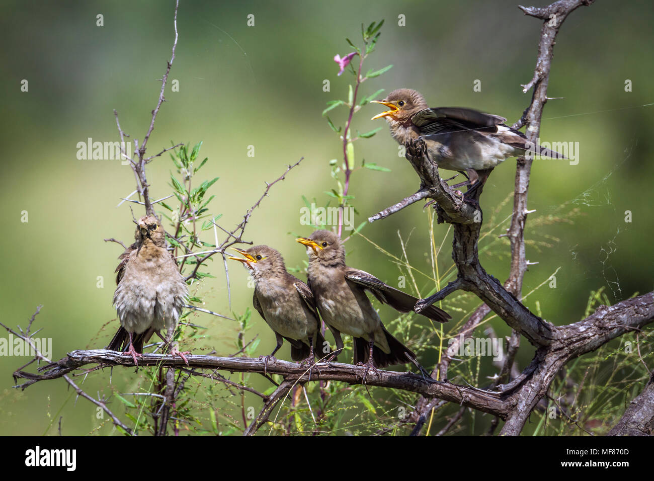Wattled starling in Mapungubwe national park, South Africa ; Specie ...