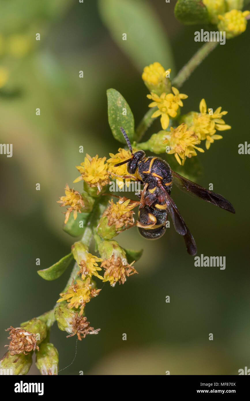 Parasite on insect hi-res stock photography and images - Alamy