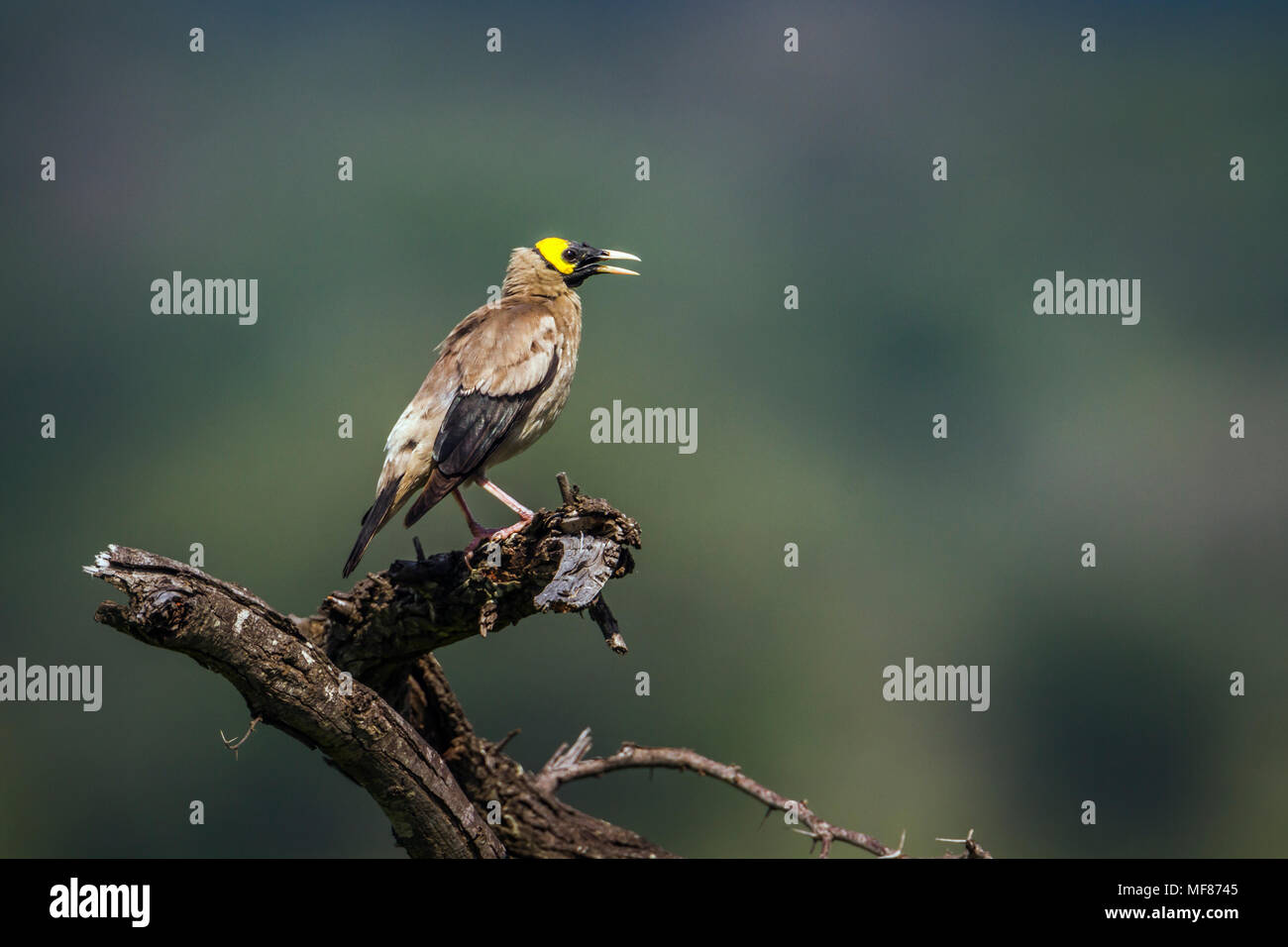Wattled starling in Mapungubwe national park, South Africa ; Specie ...