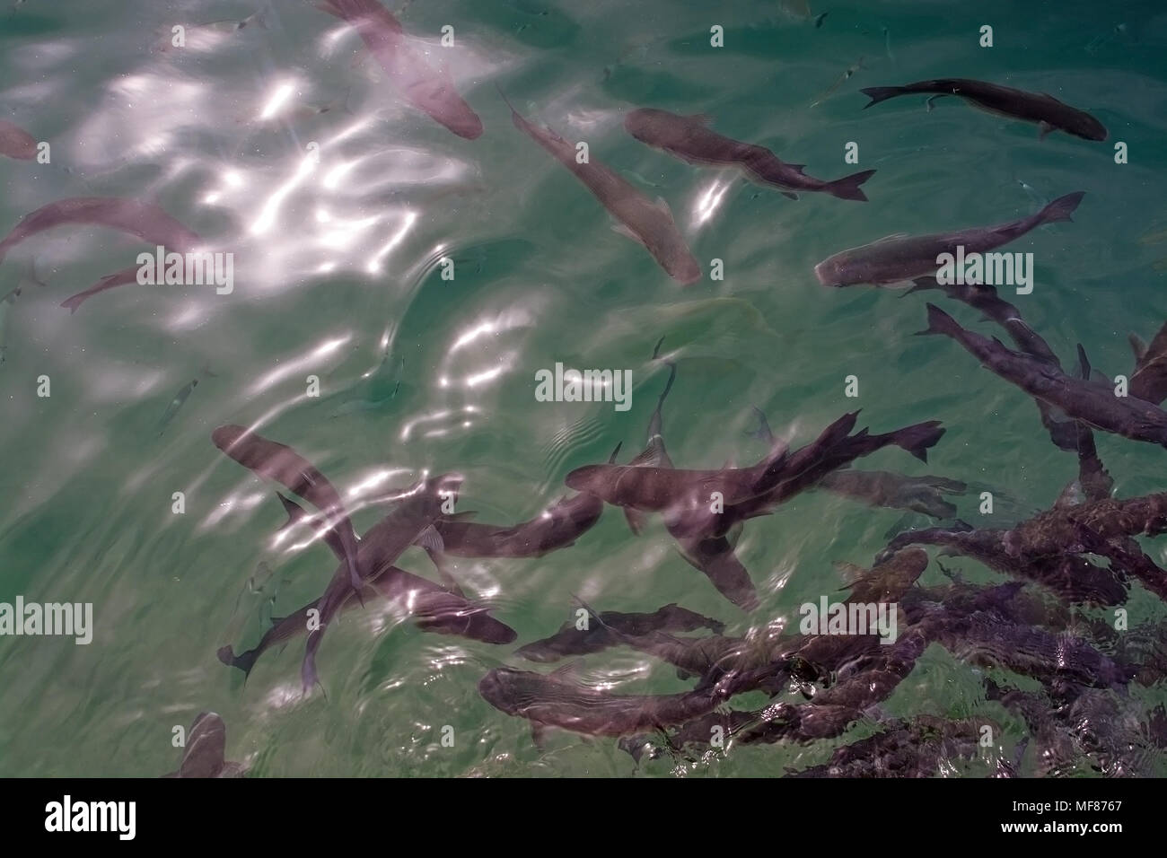 Transparent fish hi-res stock photography and images - Alamy