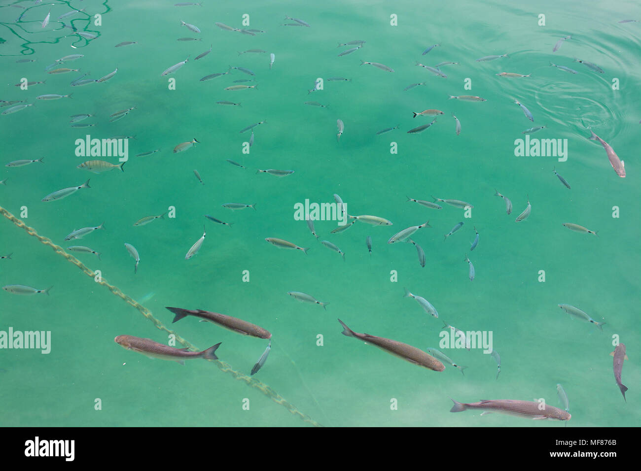 Fish in green transparent Mediterranean water in Mallorca, Spain Stock ...