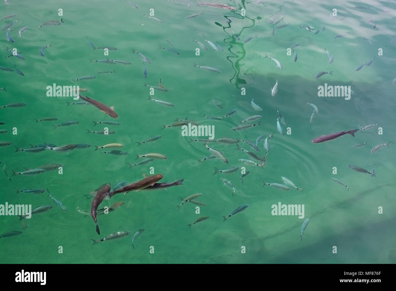Fish in green transparent Mediterranean water in Mallorca, Spain Stock ...