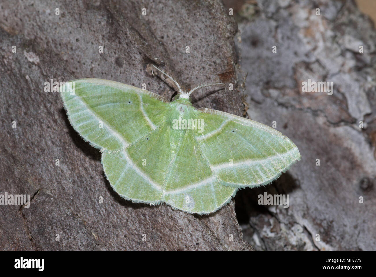 A green geometrid moth Stock Photo - Alamy