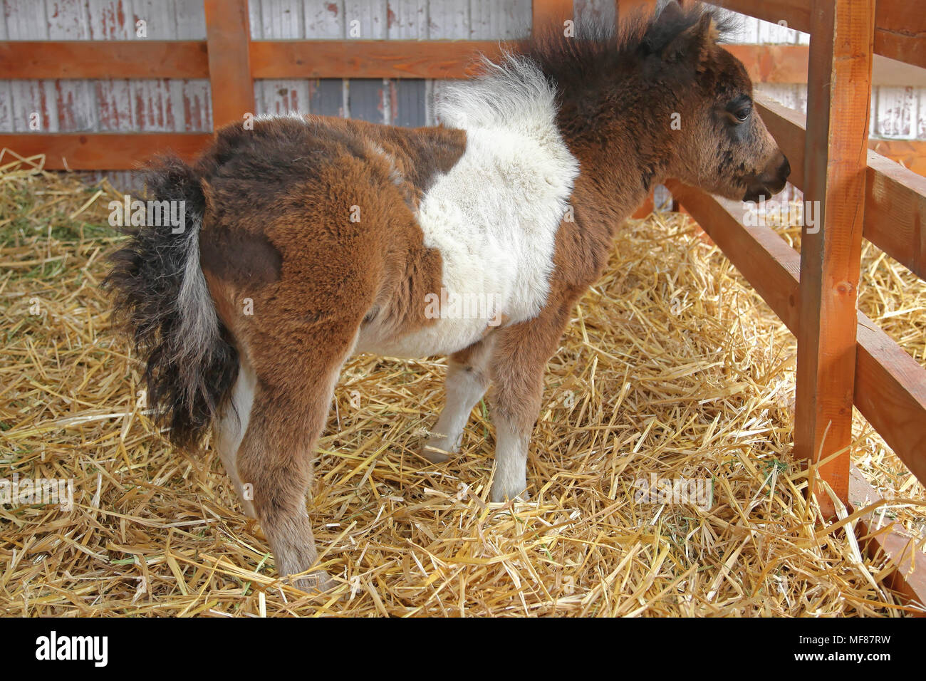 Newborn pony hi-res stock photography and images - Alamy