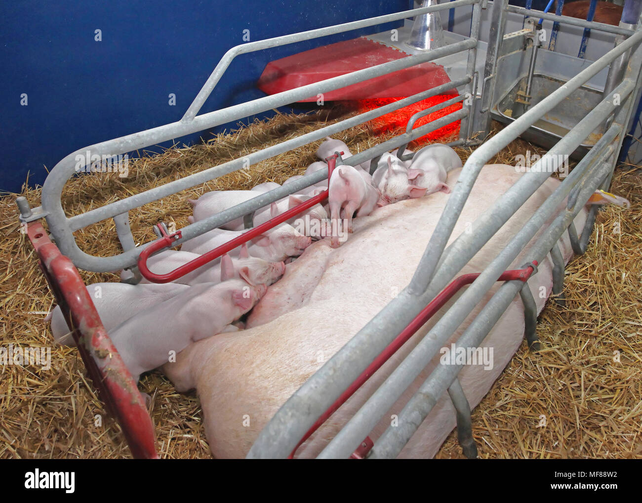 Pig farrowing pen hi-res stock photography and images - Alamy