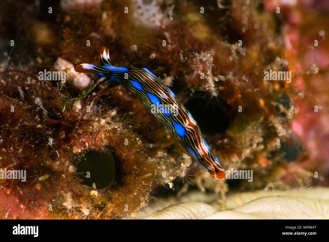 Thuridilla gracilis is a species of sea slug. Picture was taken in the ...