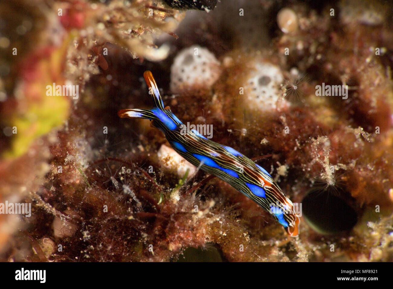 Thuridilla gracilis is a species of sea slug. Picture was taken in the ...