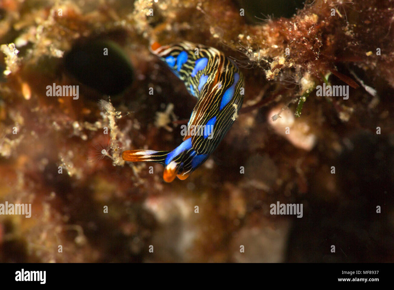 Thuridilla gracilis is a species of sea slug. Picture was taken in the ...
