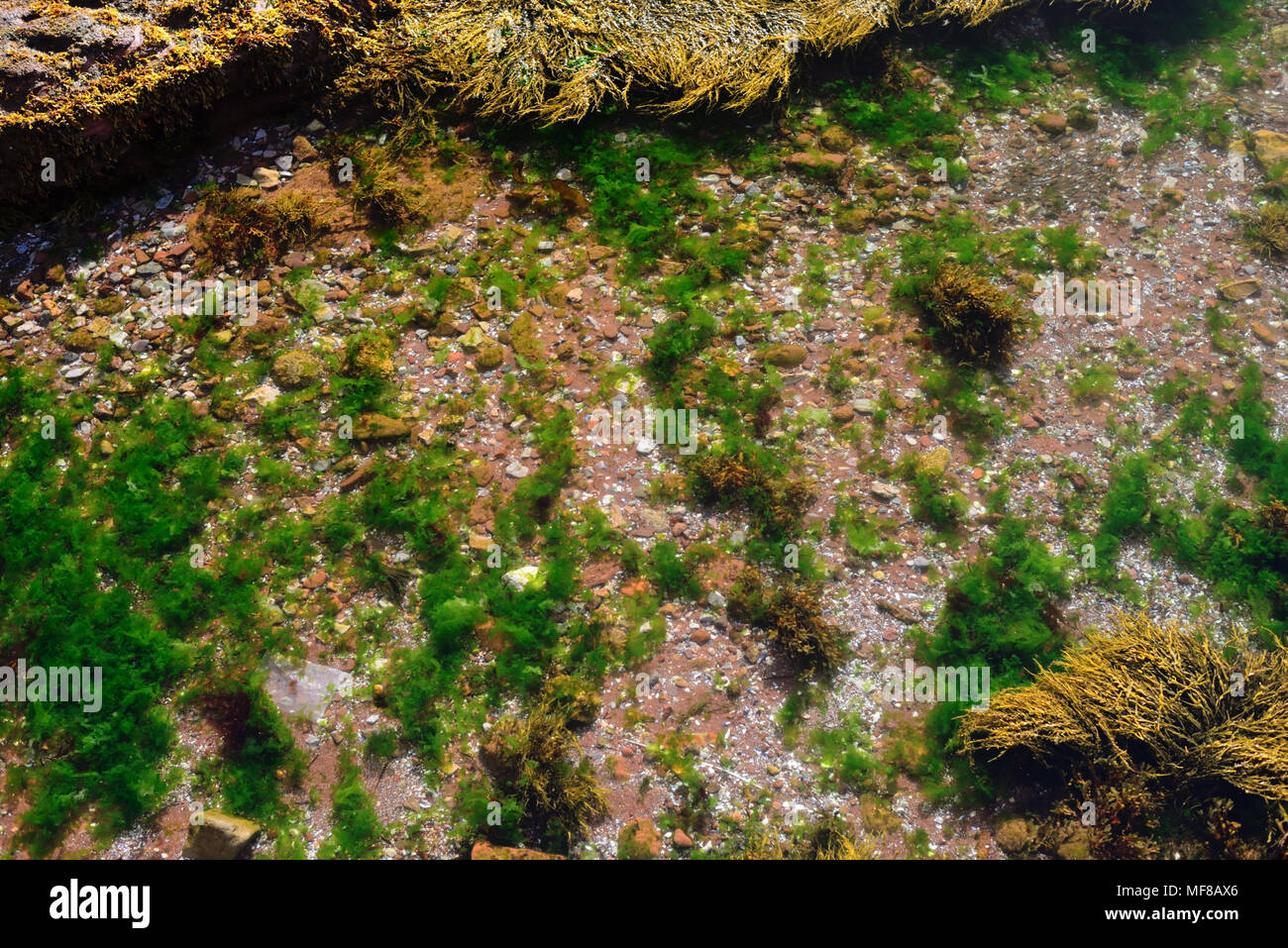 Submerged aquatic plants hi-res stock photography and images - Alamy