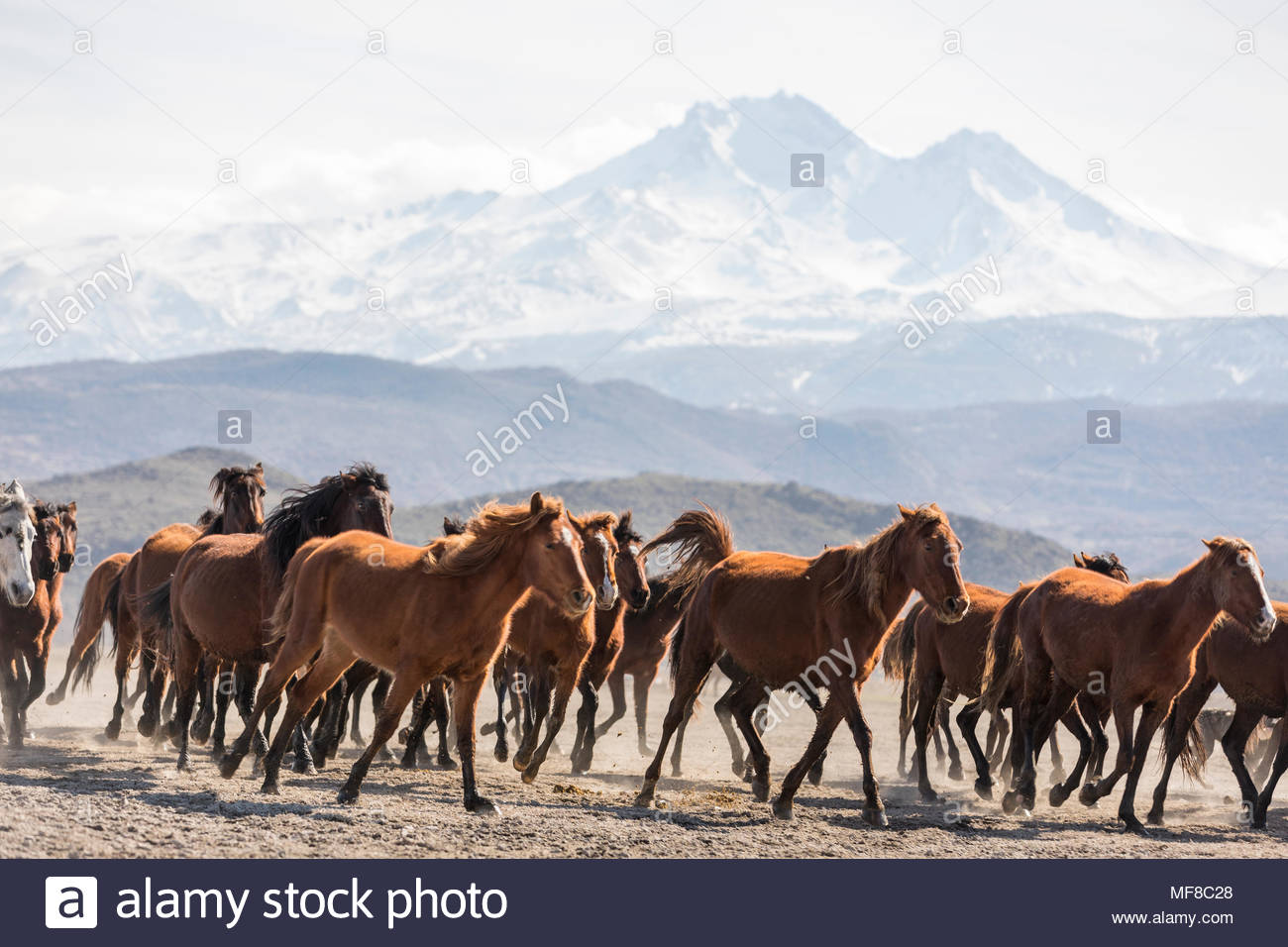 Wild Farm Animals High Resolution Stock Photography and Images - Alamy
