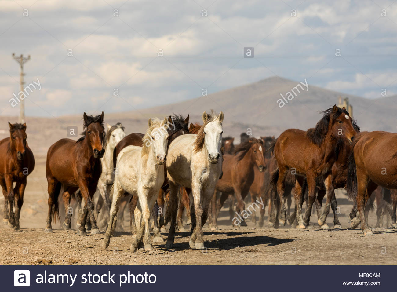 Wild Farm Animals High Resolution Stock Photography and Images - Alamy