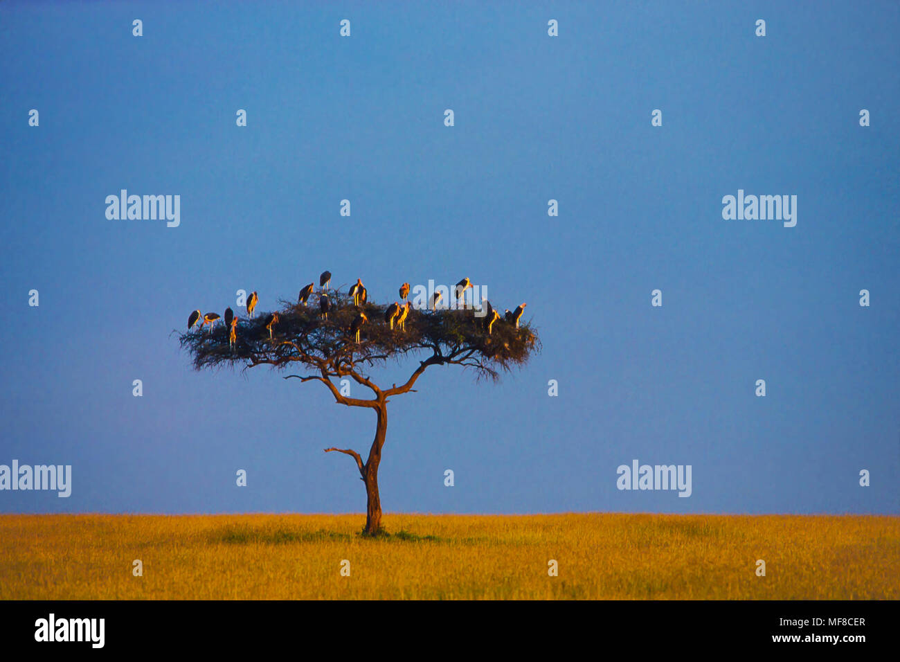 Marabou storks perch in lone acacia tree, Masai Mara Reserve, Kenya ...