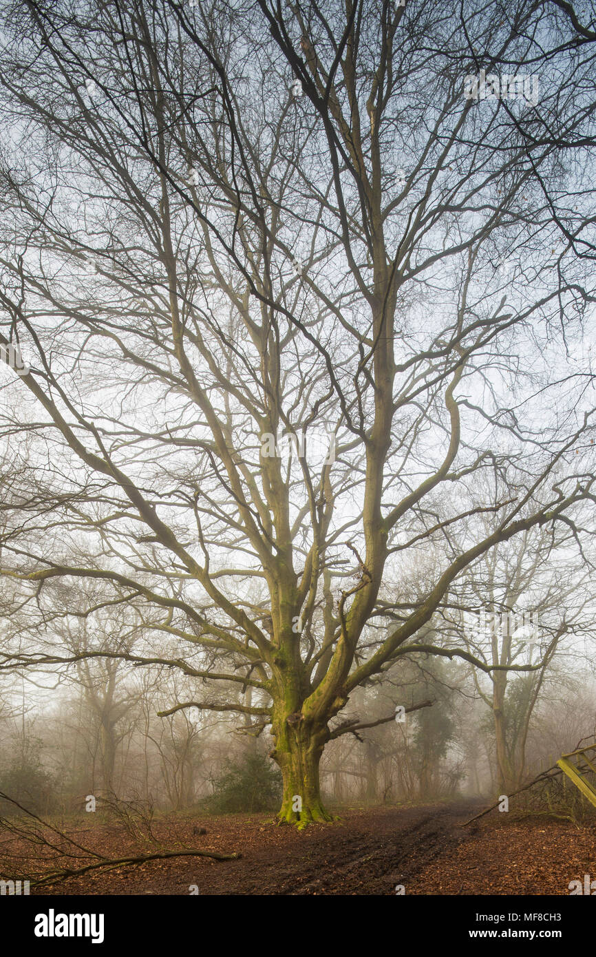 Mighty pollarded beech in woodland Stock Photo - Alamy