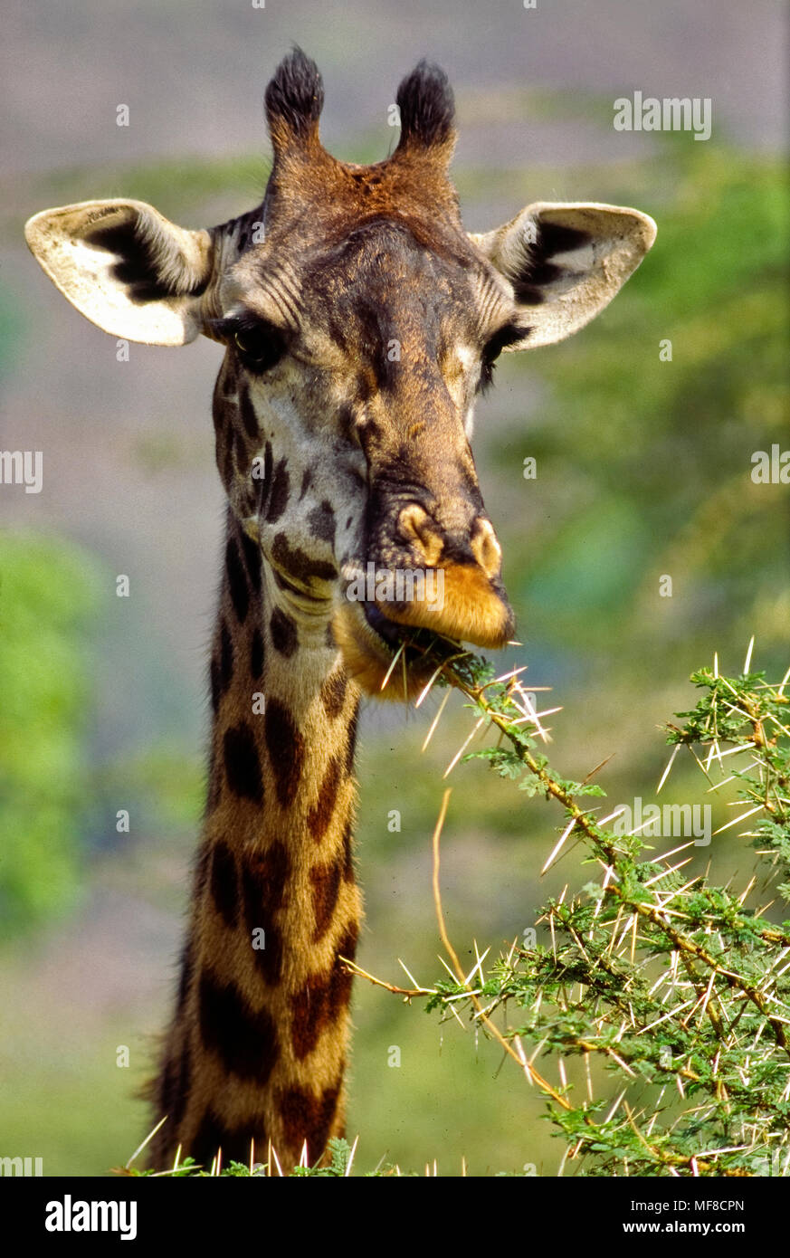 Giraffe eating acacia leaves, Lake Manyara National Park, Tanzania, using tongue to avoid sharp ...