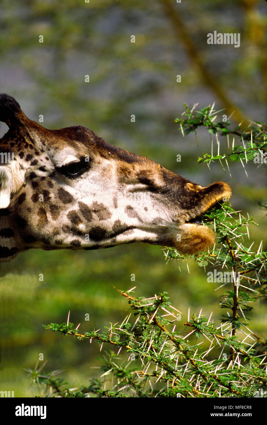 Giraffe eating acacia leaves, Lake Manyara National Park, Tanzania, using tongue to avoid sharp ...