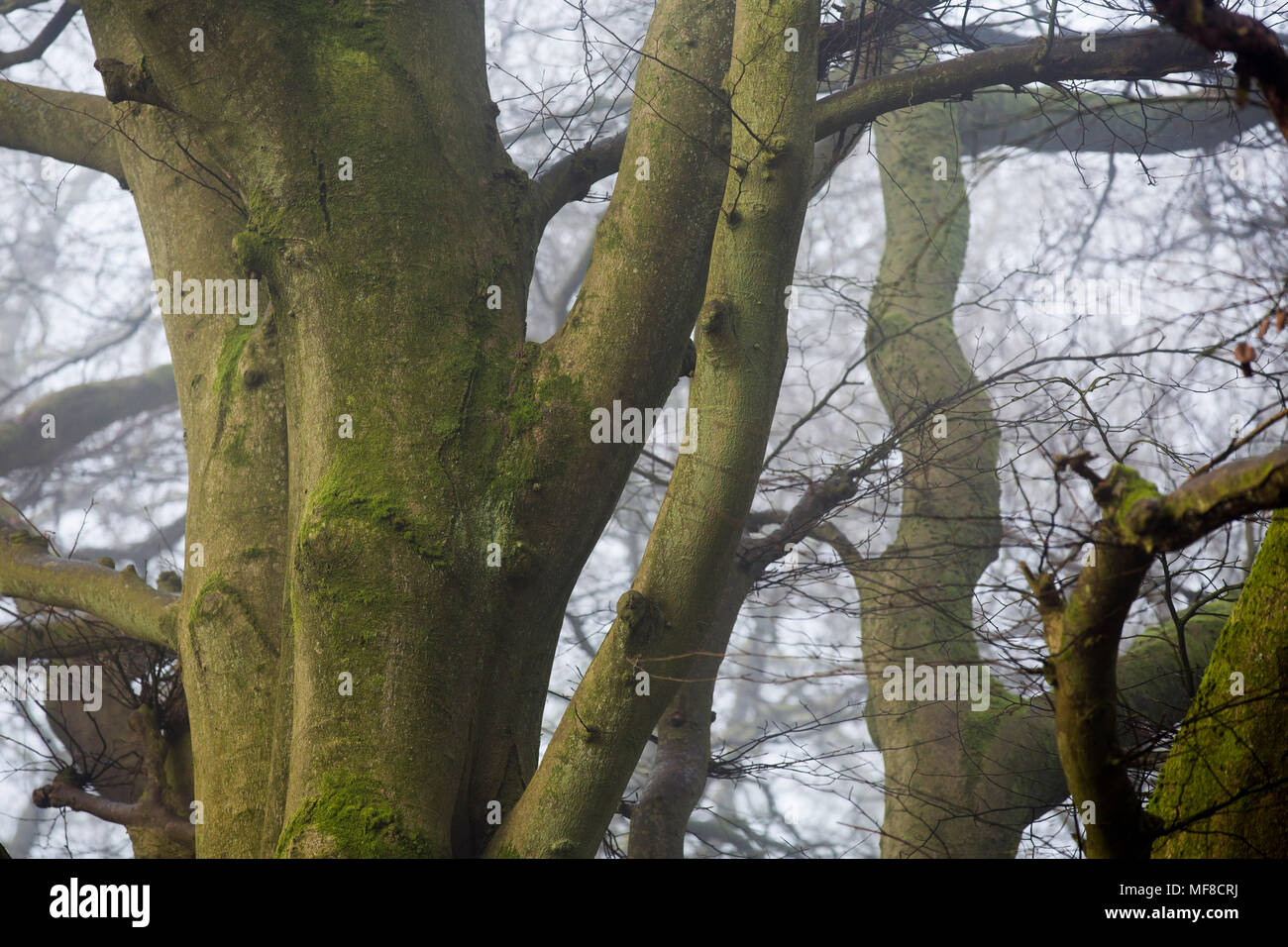 Beech trunk in mist Stock Photo - Alamy
