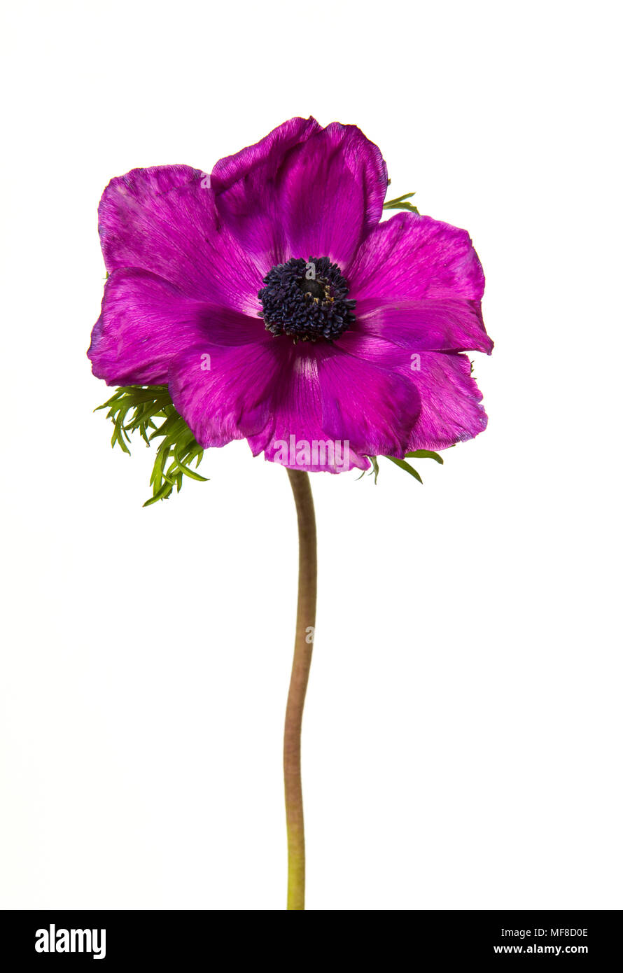 Pink anemone flower with stem isolated on a white background in a ...