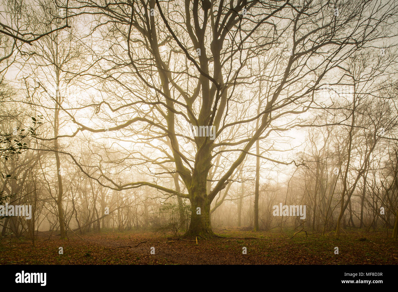 Mighty pollarded beech in woodland Stock Photo - Alamy