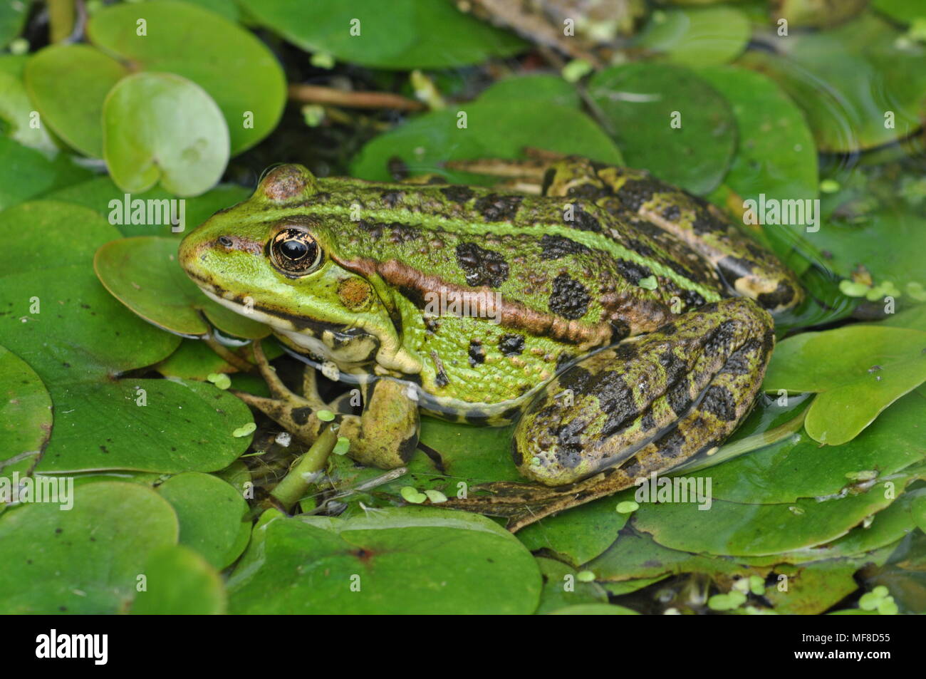 Green frog seen from above in a green surrounding Stock Photo - Alamy