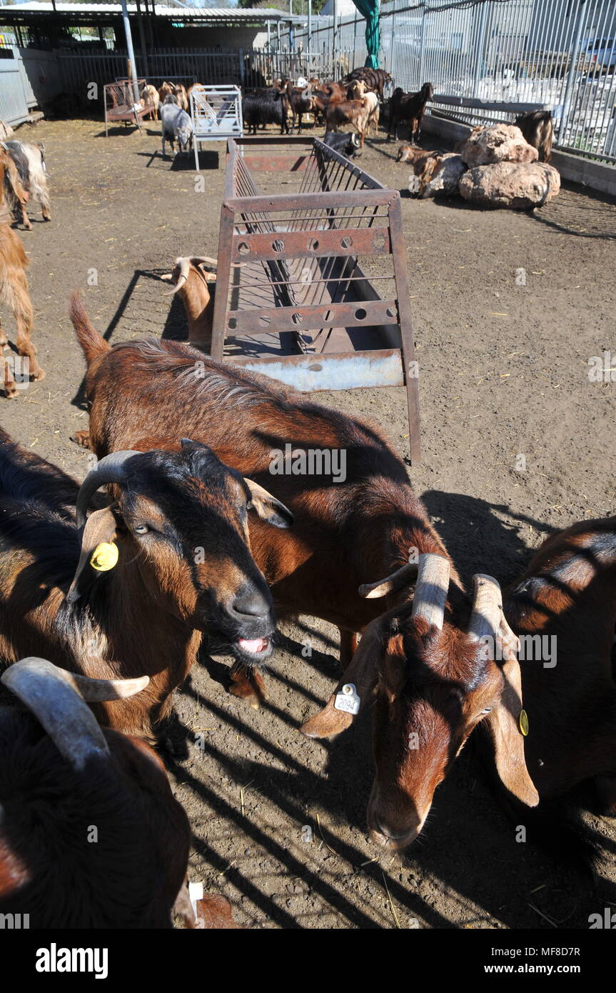 Experimental goat farm at Ramat Hanadiv gardens near Zichron Ya'acov ...