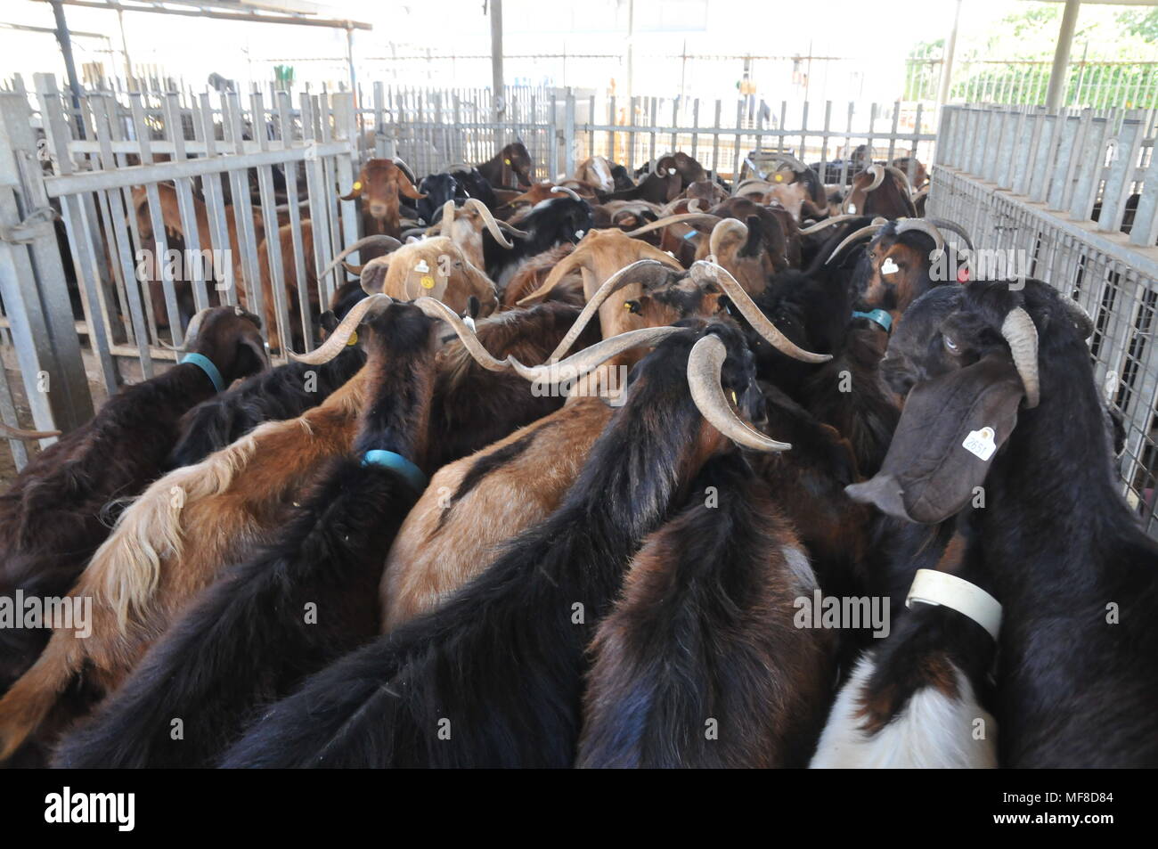 Goat pens hi-res stock photography and images - Alamy