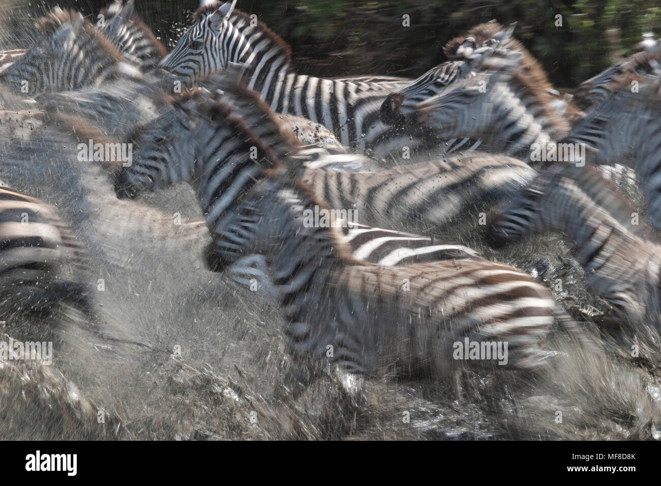 What Are Zebras Predators