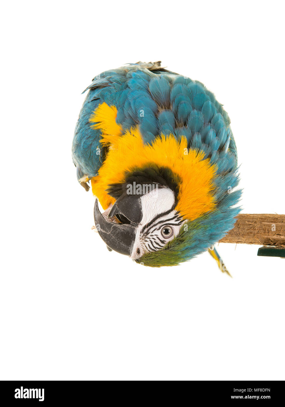 Upside down parrot Cut Out Stock Images & Pictures - Alamy