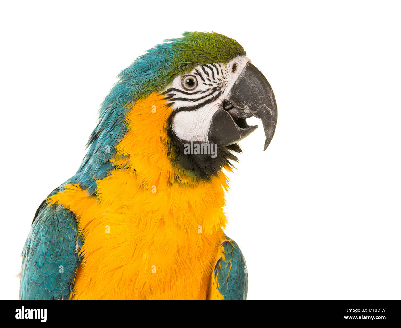 Blue and yellow macaw portrait looking to the right with its beek open ...
