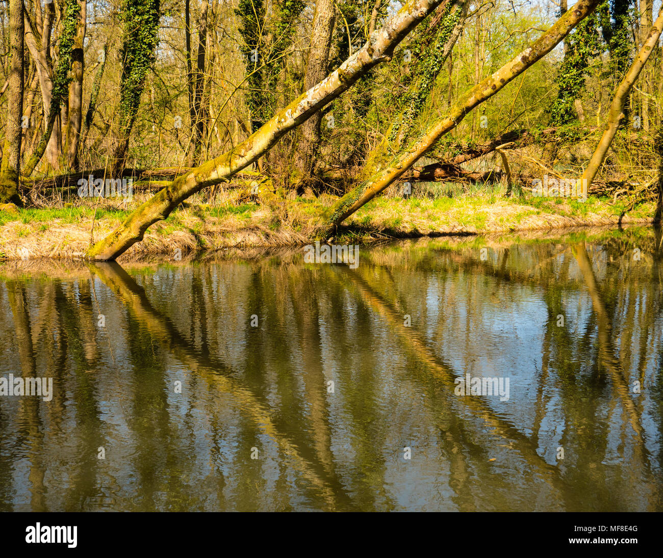 Reflection of Trees, Speen Moors Walk, Natural Forest, Newbury ...