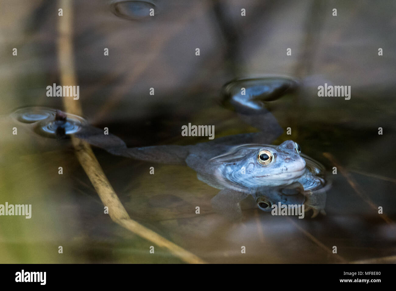 Mating marsh frogs hi-res stock photography and images - Alamy