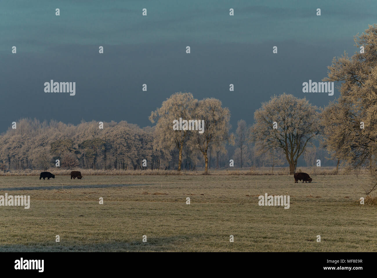 Cattle on a wintry pasture in germany Stock Photo - Alamy