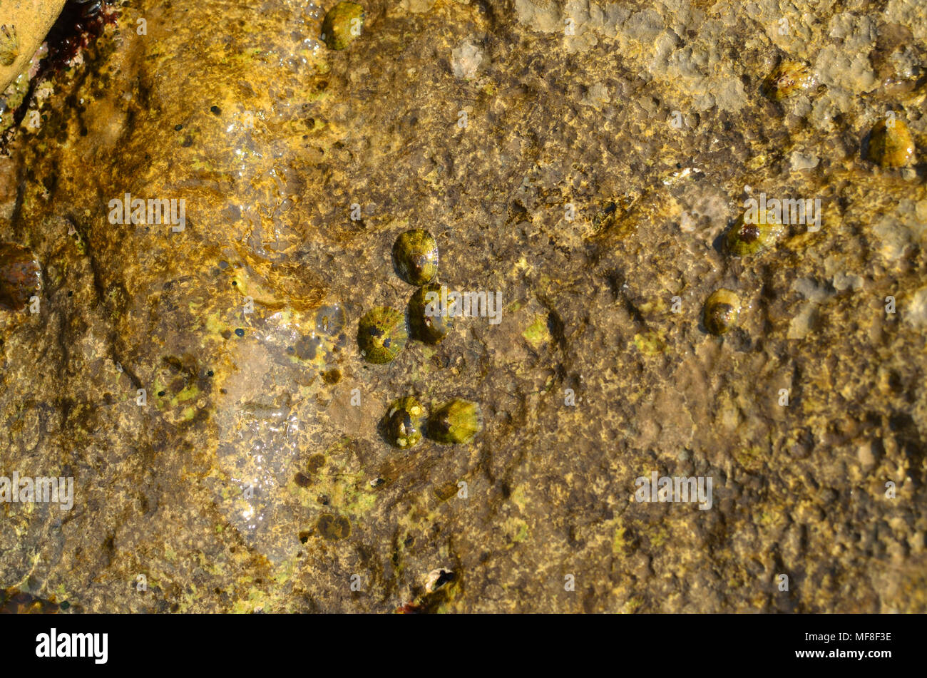 Muscle formation hi-res stock photography and images - Alamy