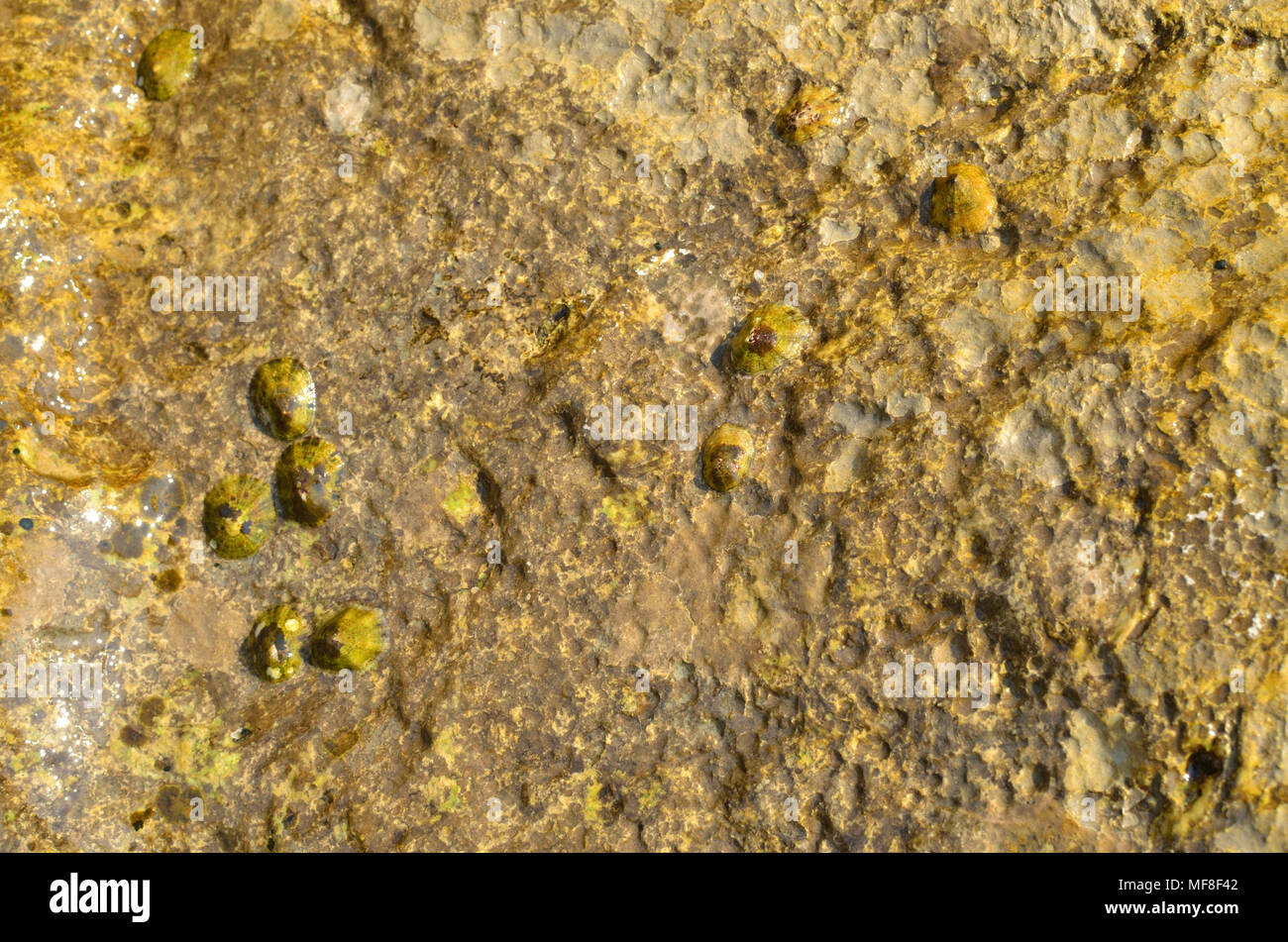 Muscle formation hi-res stock photography and images - Alamy