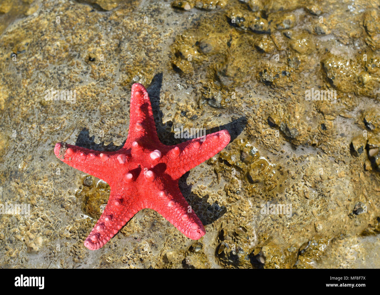 Red dry sea star on a rough sea rock surface Stock Photo - Alamy