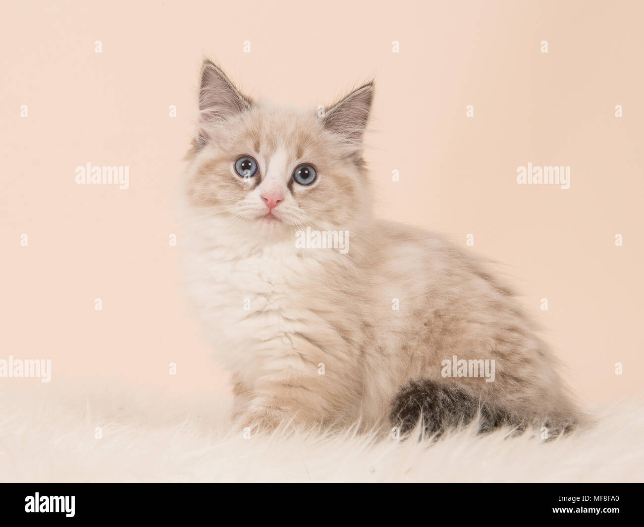 Pretty fluffly rag doll baby cat kitten sitting facing the camera seen ...