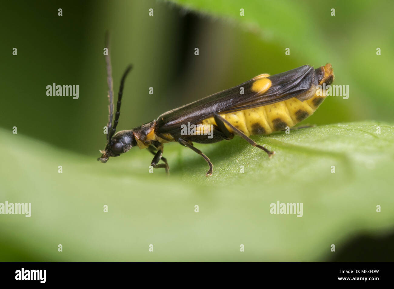 Malthinus sp hi-res stock photography and images - Alamy