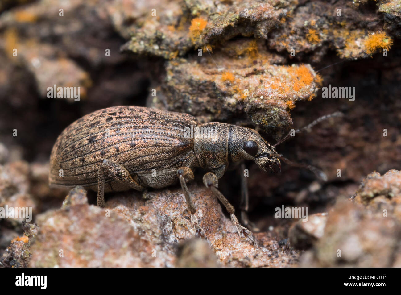 Weevil resting on old tree trunk. Tipperary, Ireland Stock Photo - Alamy